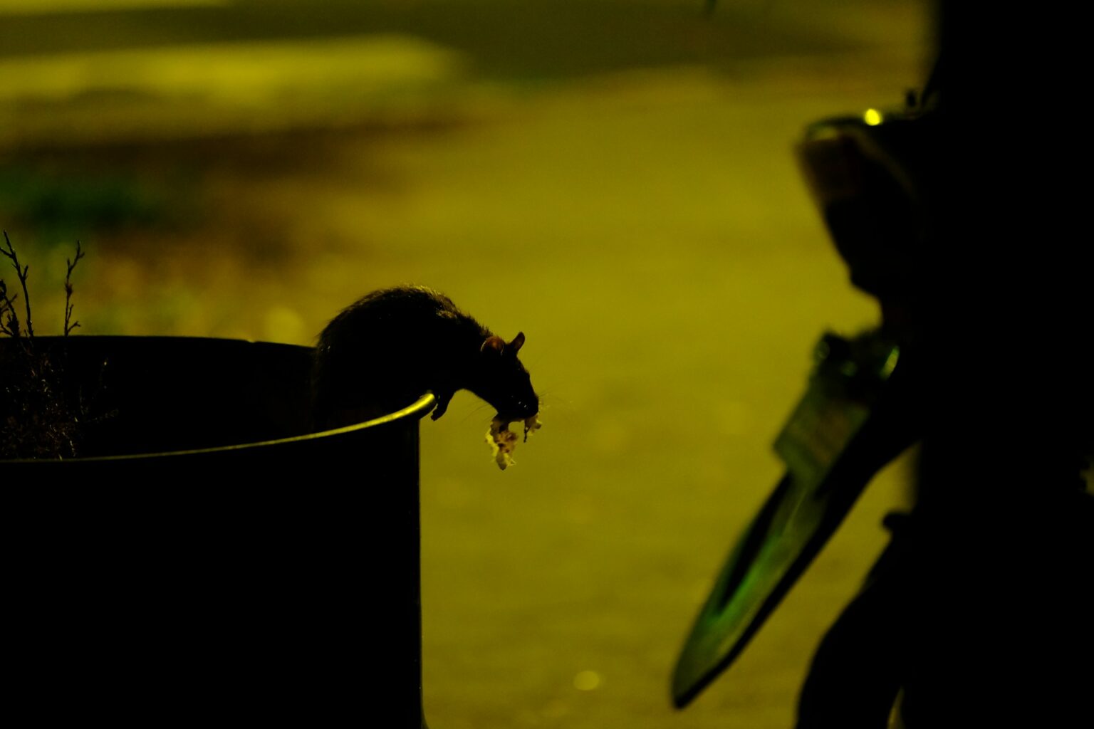 How to Spot Early Signs of Mice and Rodent Infestations in Your Home ...